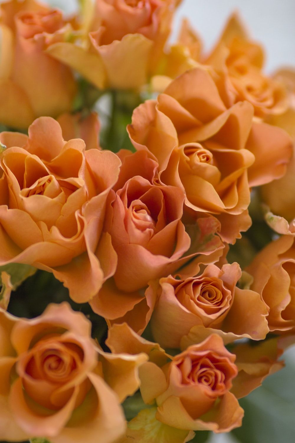 Orange Roses Pictures, Photos, and Images for Facebook, Tumblr ...