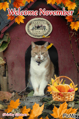Attack Cat - Welcome November Gif Pictures, Photos, and Images for ...