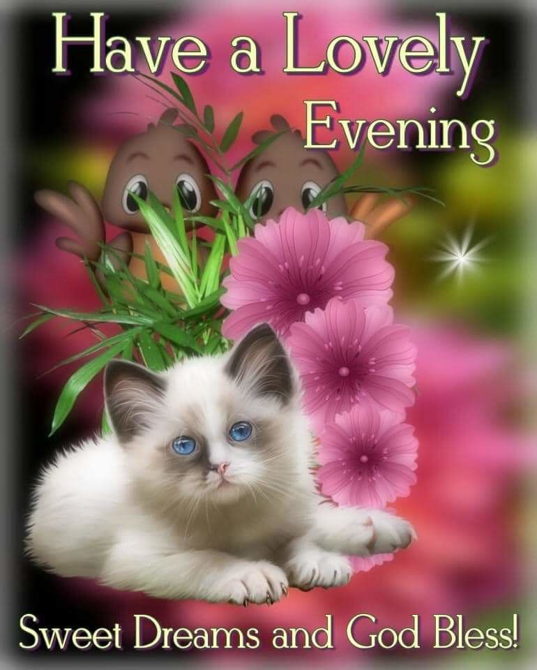 Have A Great Evening With Cat