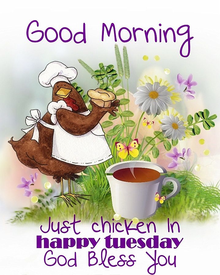 Just Chicken In. Happy Tuesday And Good Morning Pictures, Photos, and ...