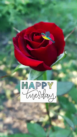 Little Hummingbird With Red Rose - Happy Tuesday Pictures, Photos, and ...