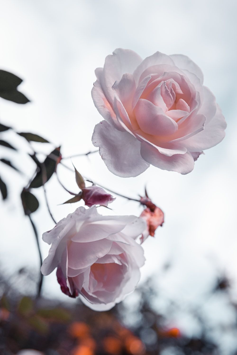 Faint Pink Roses Pictures, Photos, and Images for Facebook, Tumblr ...
