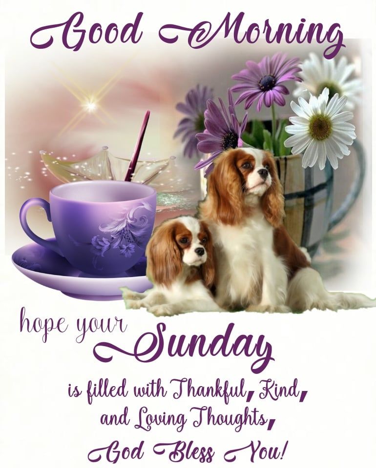 Dogs & Daisy - Good Morning, Hope Your Sunday Is Filled With Thankful ...