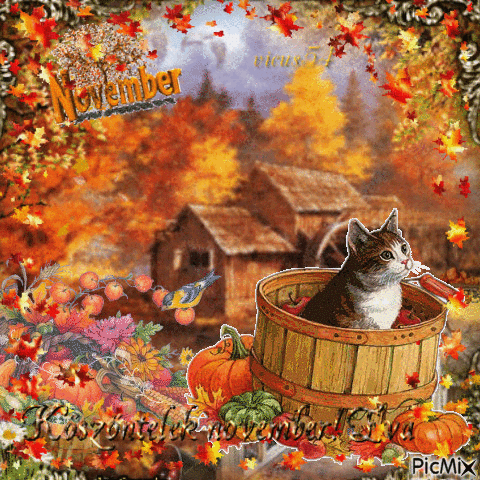 Cat In Basket - November Gif Pictures, Photos, and Images for Facebook ...