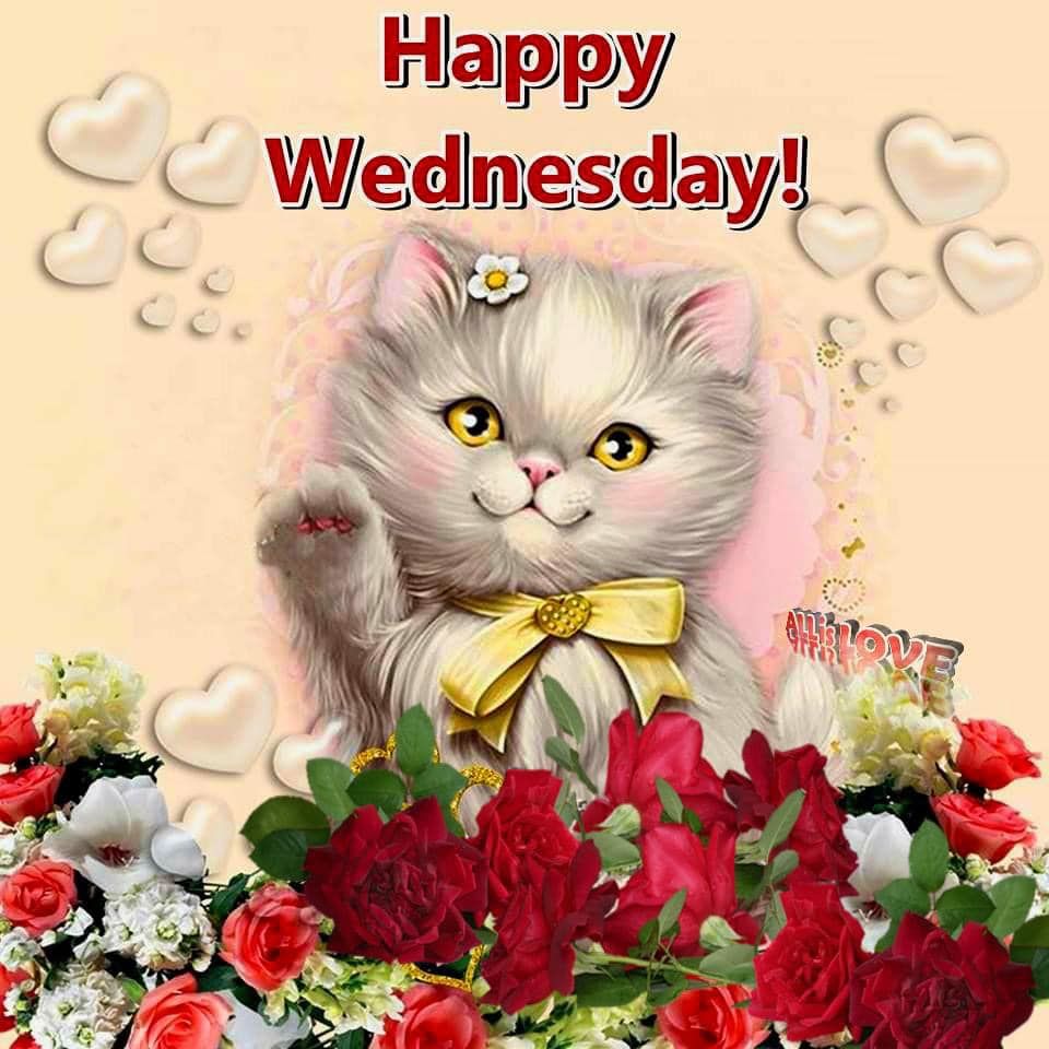 Sweet Kitty Happy Wednesday Pictures, Photos, and Images for Facebook ...
