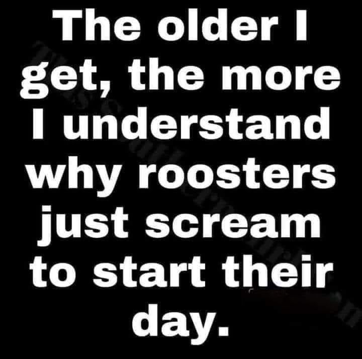 The Older I Get, The More I Understand Why Roosters Just Scream To ...