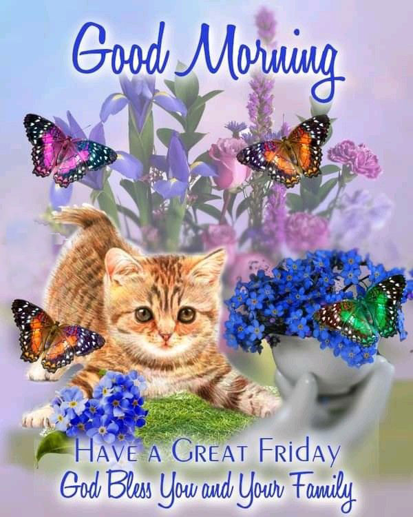 Colorful Butterflies & Cat - Good Morning, Have A Great Friday Pictures ...