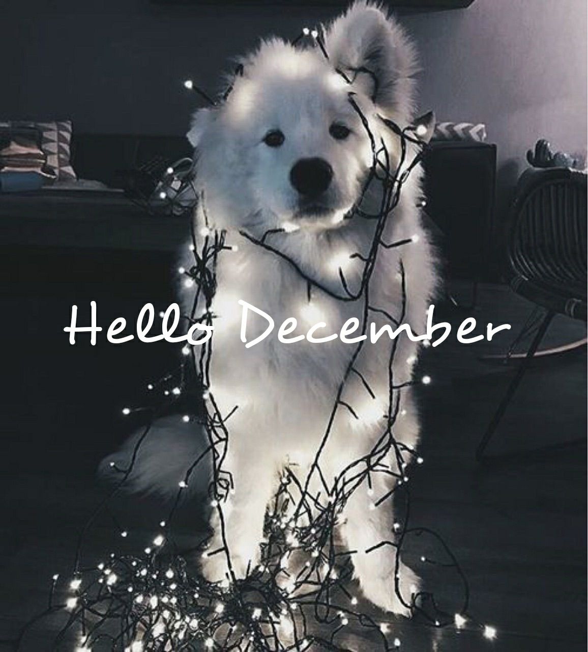 Dog Wrapped In Lights - Hello December Pictures, Photos, and Images for ...