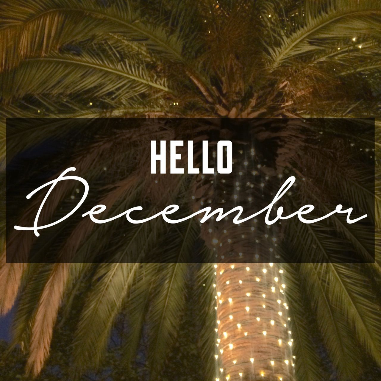 Lit Palm Tree - Hello December Pictures, Photos, and Images for ...
