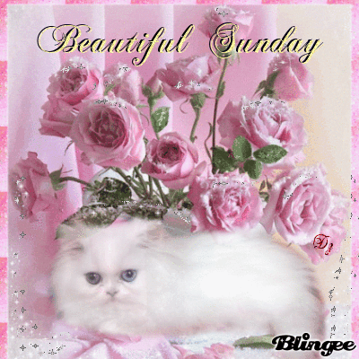 Beautiful Sunday With Cat Pictures, Photos, and Images for Facebook ...