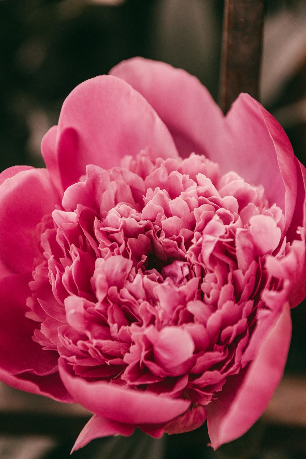 Bloom Peony Pictures, Photos, and Images for Facebook, Tumblr, Pinterest, and Twitter
