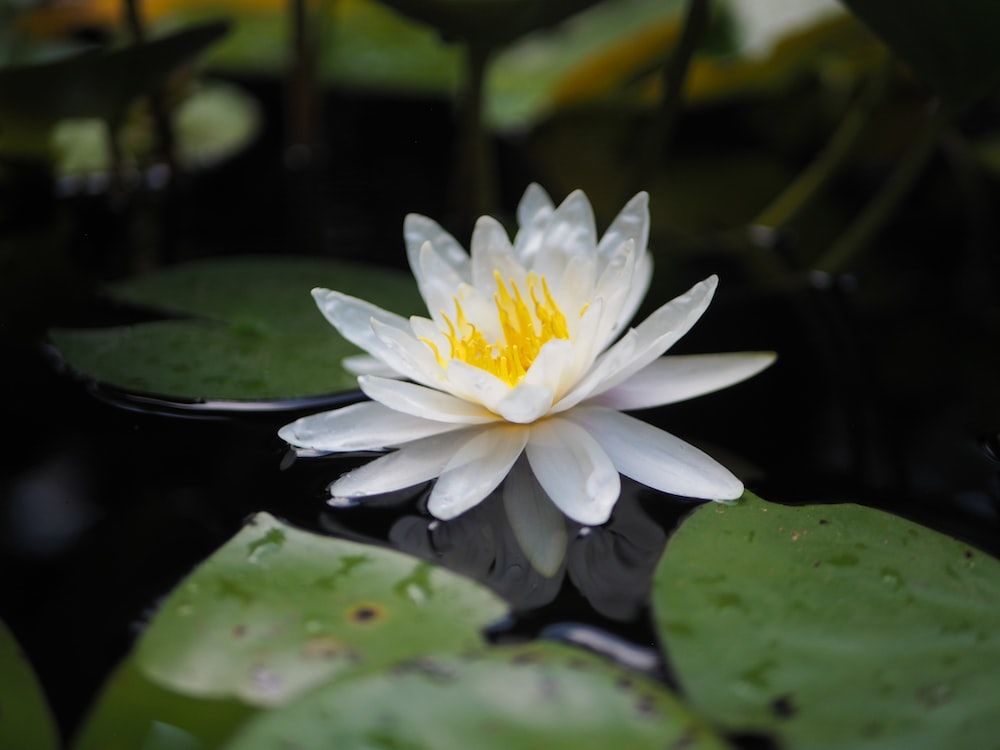 White Lotus Pictures, Photos, and Images for Facebook, Tumblr ...