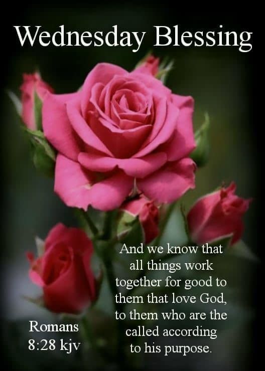 Pink Rose Wednesday Blessing Pictures, Photos, and Images for Facebook ...