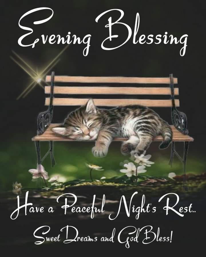 Cat Sleep On Bench - Evening Blessing Pictures, Photos, and Images for ...
