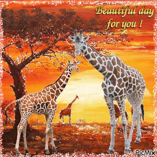 Beautiful Giraffes - Beautiful Day For You Pictures, Photos, and Images ...
