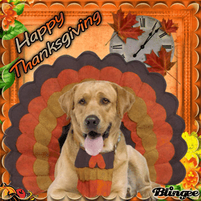 Happy Dog - Happy Thanksgiving Gif 2022 Pictures, Photos, and Images ...