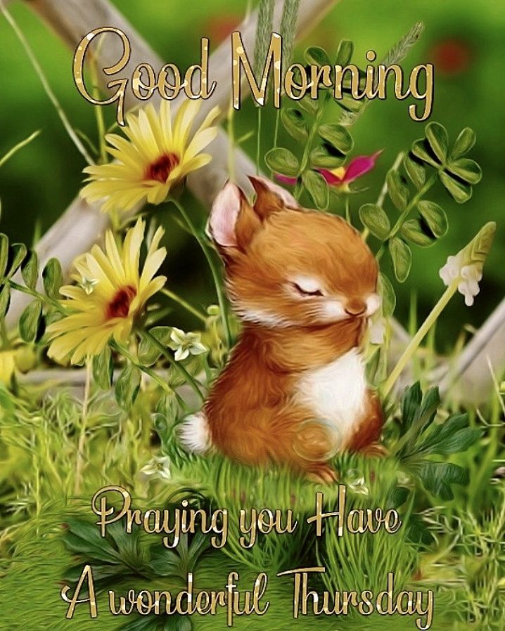Praying Bunny, Good Morning. Praying You Have A Wonderful Thursday ...