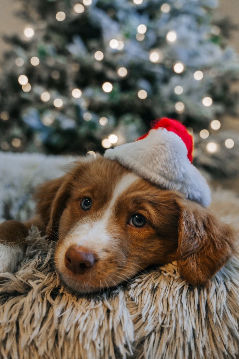 Adorable Santa Puppy Dog Pictures, Photos, and Images for Facebook ...