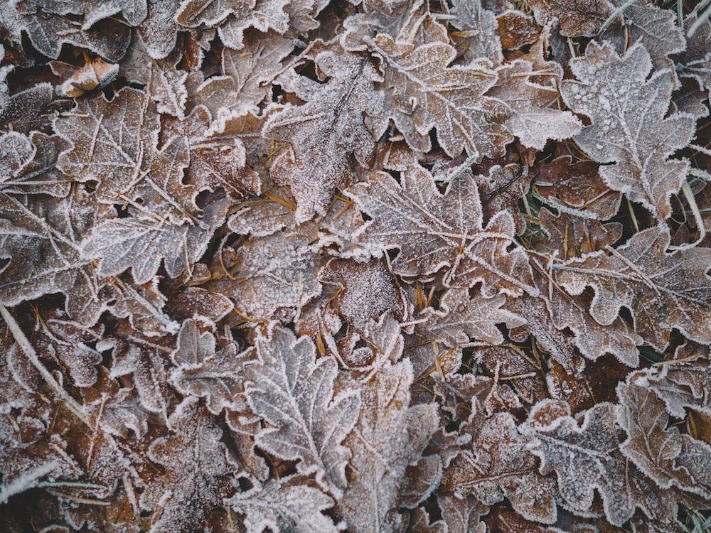 Icy Leaves Pictures, Photos, and Images for Facebook, Tumblr, Pinterest ...