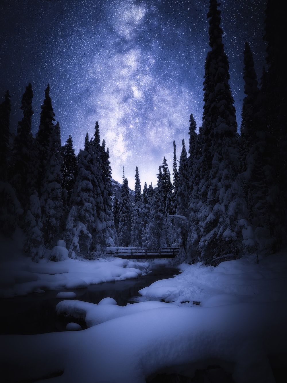 Snow Covered Trees At Night Pictures, Photos, and Images for Facebook ...
