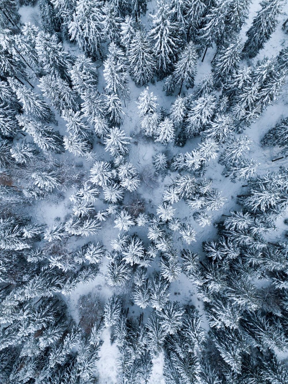 Aerial View Of Snowy Forest Pictures, Photos, and Images for Facebook ...