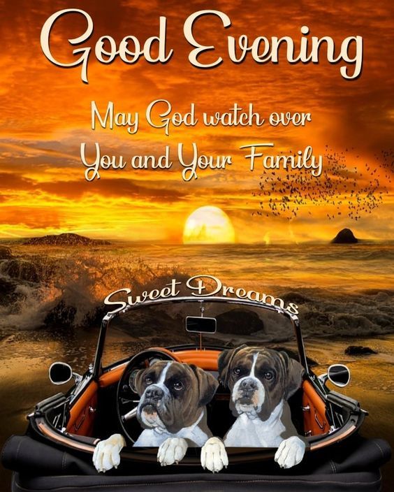 Dogs In Car - Good Evening Quote Pictures, Photos, and Images for ...