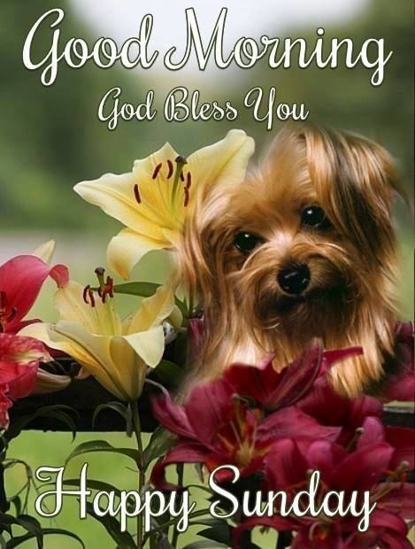 Beautiful Puppy Happy Saturday Morning Quote Pictures, Photos, and ...