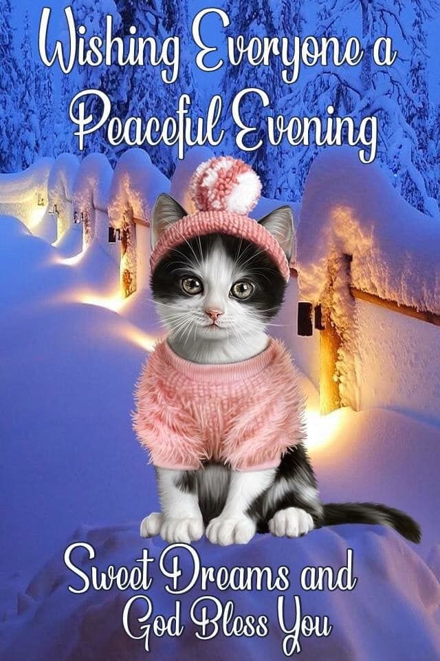 Snow Kitty - Wishing Everyone A Peaceful Evening Pictures, Photos, and ...