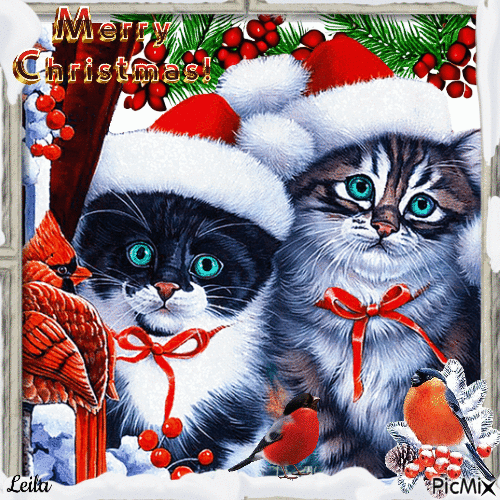 Merry Christmas Cats With Santa Hat Pictures, Photos, and Images for Facebook, Tumblr, Pinterest ...
