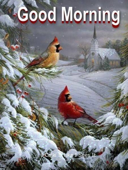 Winter Cardinal Good Morning Quote Pictures, Photos, and Images for ...