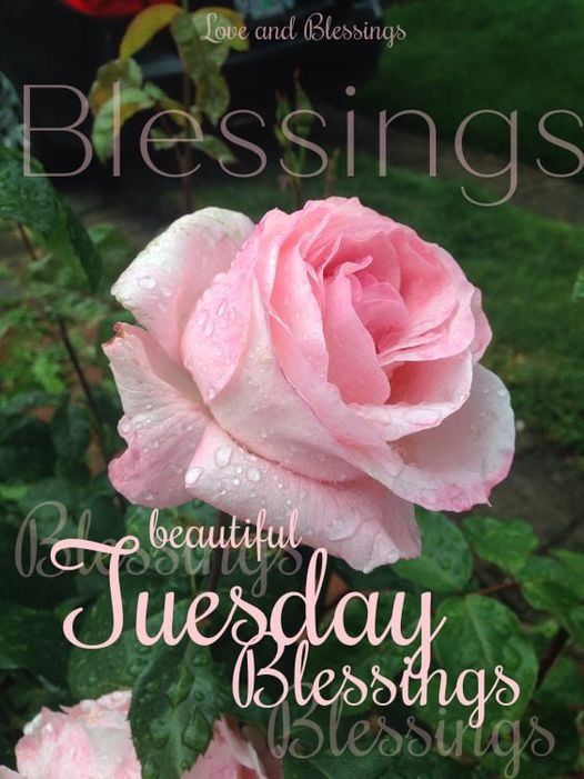 Beautiful Tuesday Blessings Pictures, Photos, and Images for Facebook ...