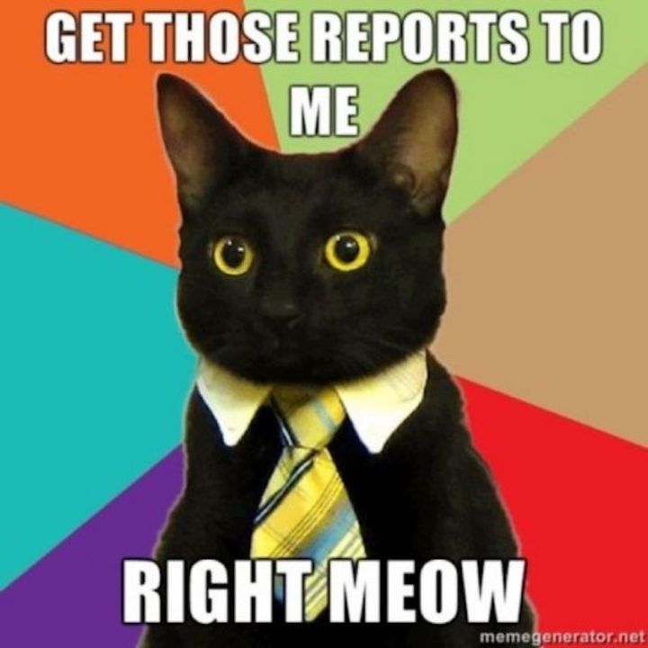 Get Those Reports To Me Right Meow Pictures, Photos, and Images for ...