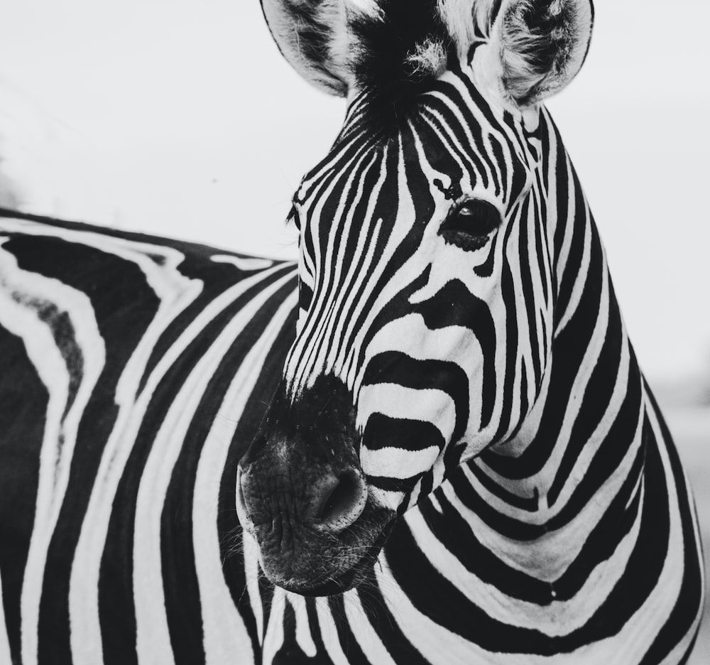 Beautiful Zebra Pictures, Photos, and Images for Facebook, Tumblr ...