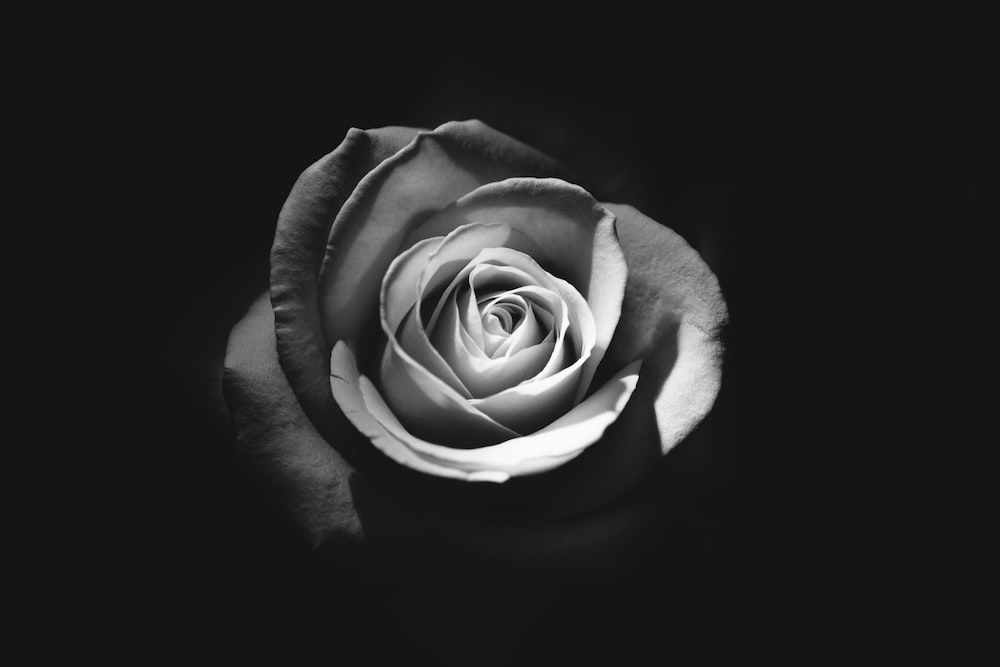 Greyscale Rose Pictures, Photos, and Images for Facebook, Tumblr ...
