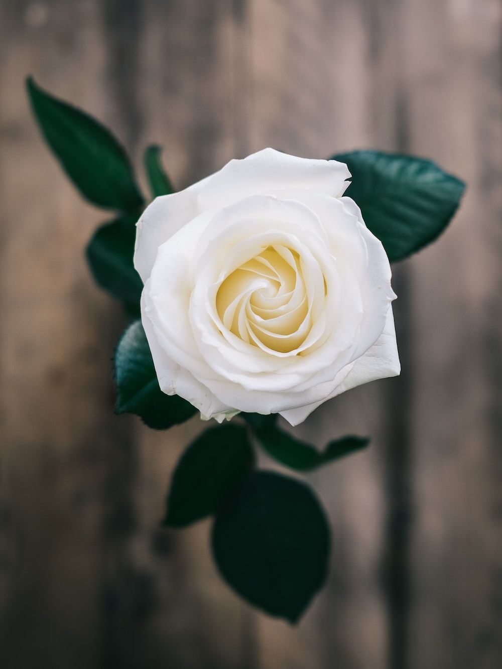 Perfectly Made White Rose Pictures, Photos, and Images for Facebook ...