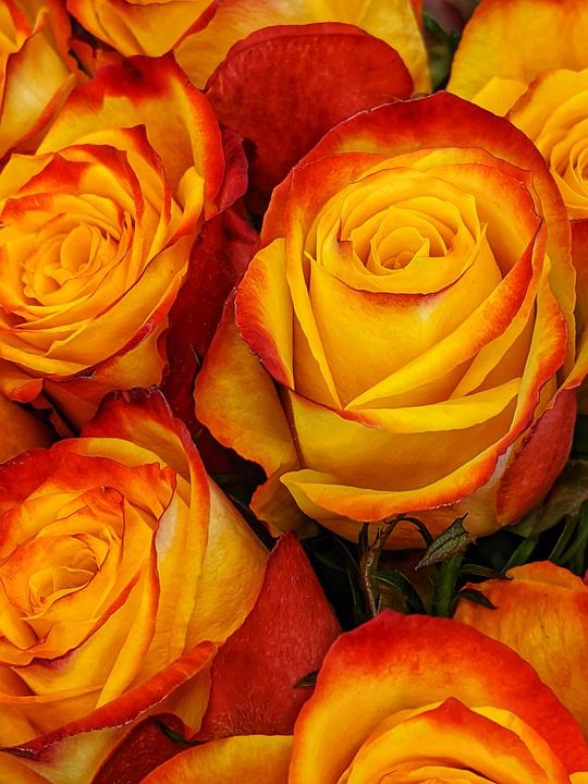 Yellow & Red Roses Pictures, Photos, and Images for Facebook, Tumblr ...