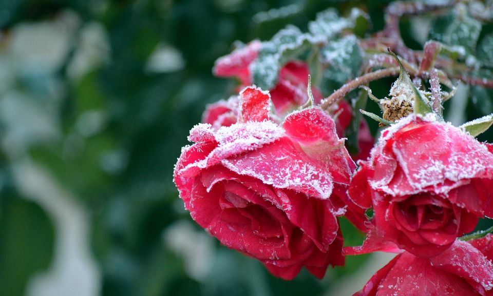 Frosted Roses Pictures, Photos, and Images for Facebook, Tumblr ...