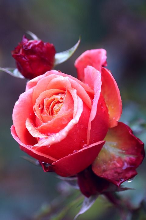 Beautiful Pink Roses - Rosebuds Pictures, Photos, and Images for ...