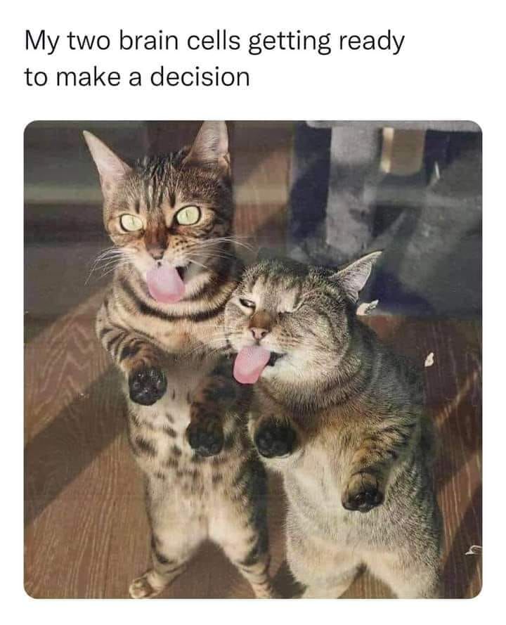My Two Brain Cells Getting Ready To Make A Decision Pictures, Photos ...