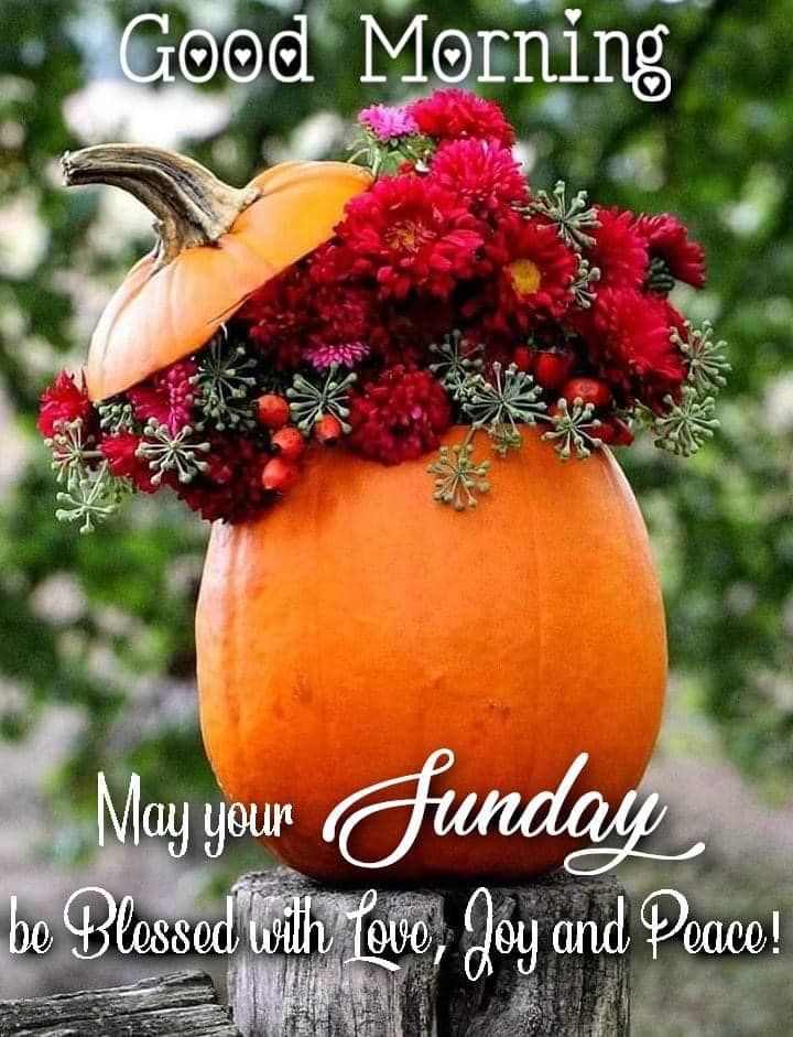 Flower Pumpkin - Good Morning Sunday Blessing Pictures, Photos, and ...