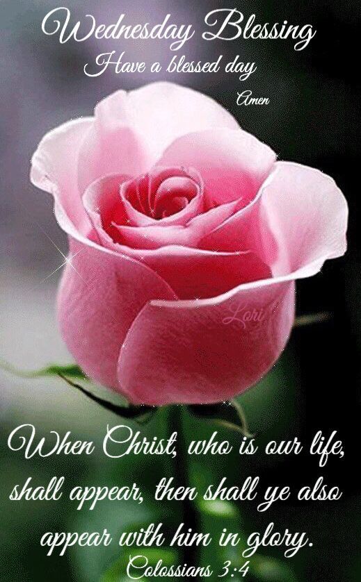 Beautiful Pink Rose Wednesday Blessing Pictures, Photos, and Images for ...