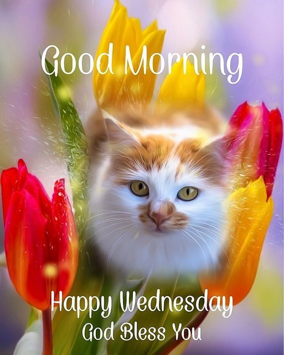 Happy Wednesday Cats