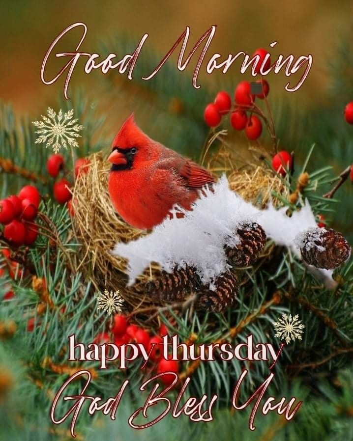 Cardinal With Hollyberry - Good Morning And Happy Thursday Pictures ...