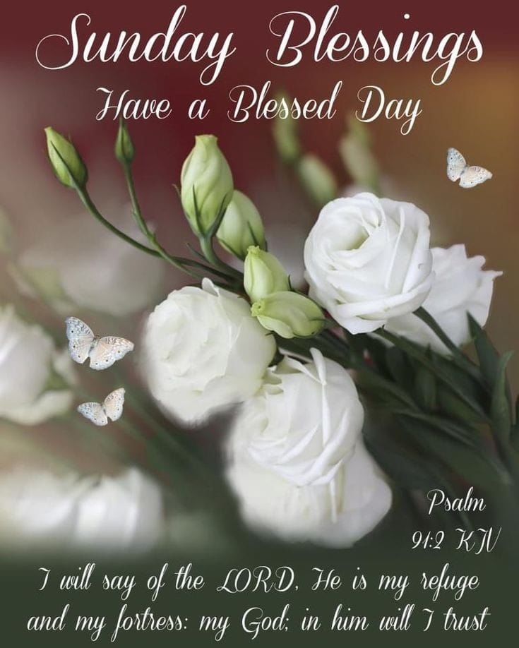 White Rose Sunday Blessings Pictures, Photos, and Images for Facebook ...