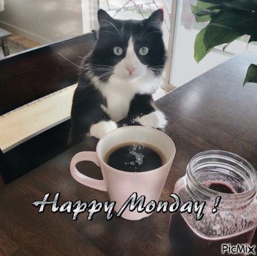 Happy Monday Cat Pictures, Photos, and Images for Facebook, Tumblr ...