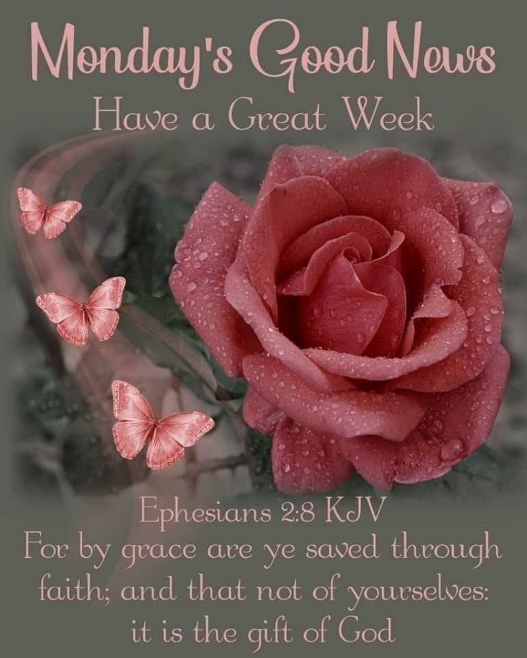 Pink Rose - Monday's Good News Pictures, Photos, and Images for ...