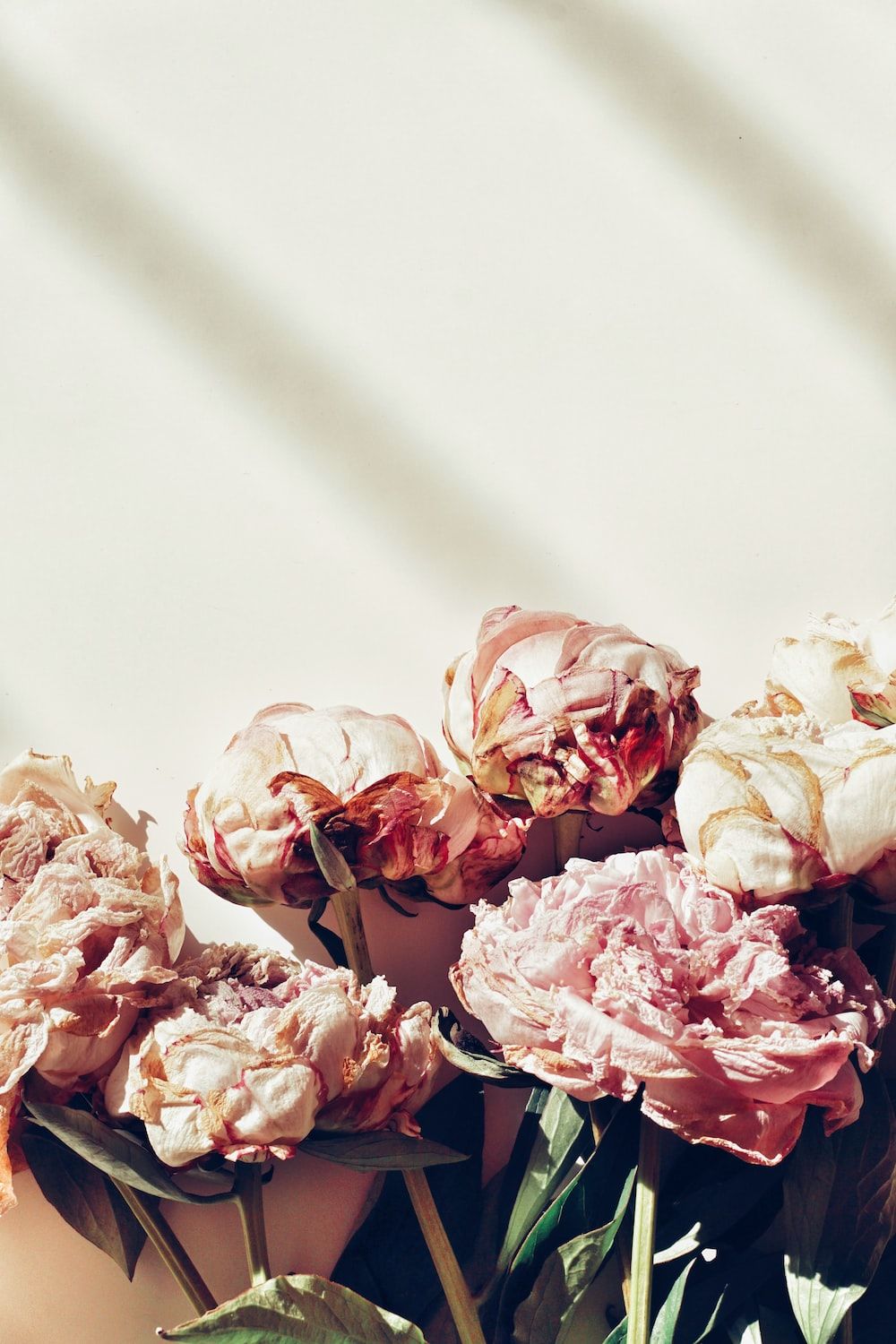 Peonies Bundle Pictures, Photos, and Images for Facebook, Tumblr, Pinterest, and Twitter