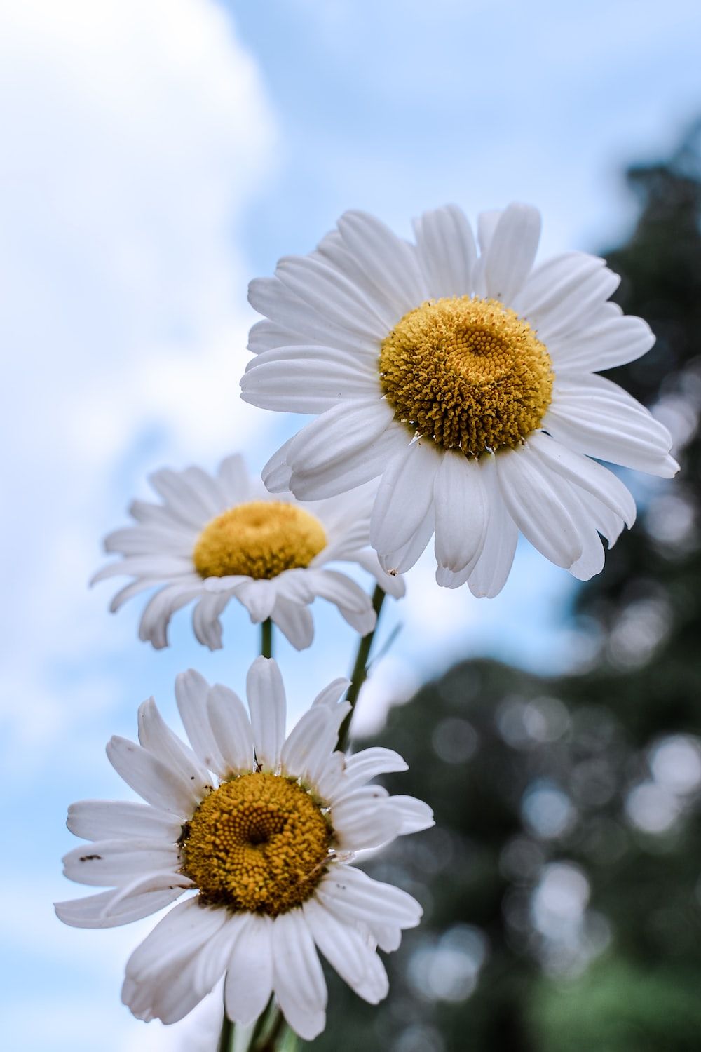 Three White Daisies Pictures, Photos, and Images for Facebook, Tumblr ...