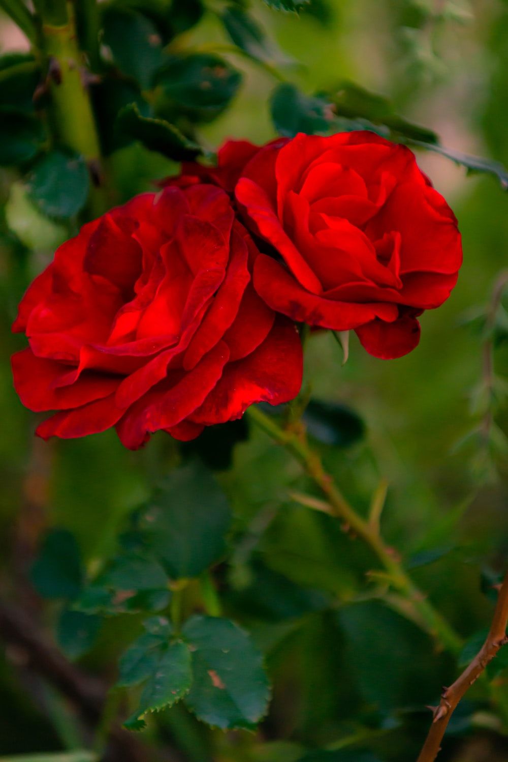 Red Roses Pictures, Photos, and Images for Facebook, Tumblr, Pinterest ...
