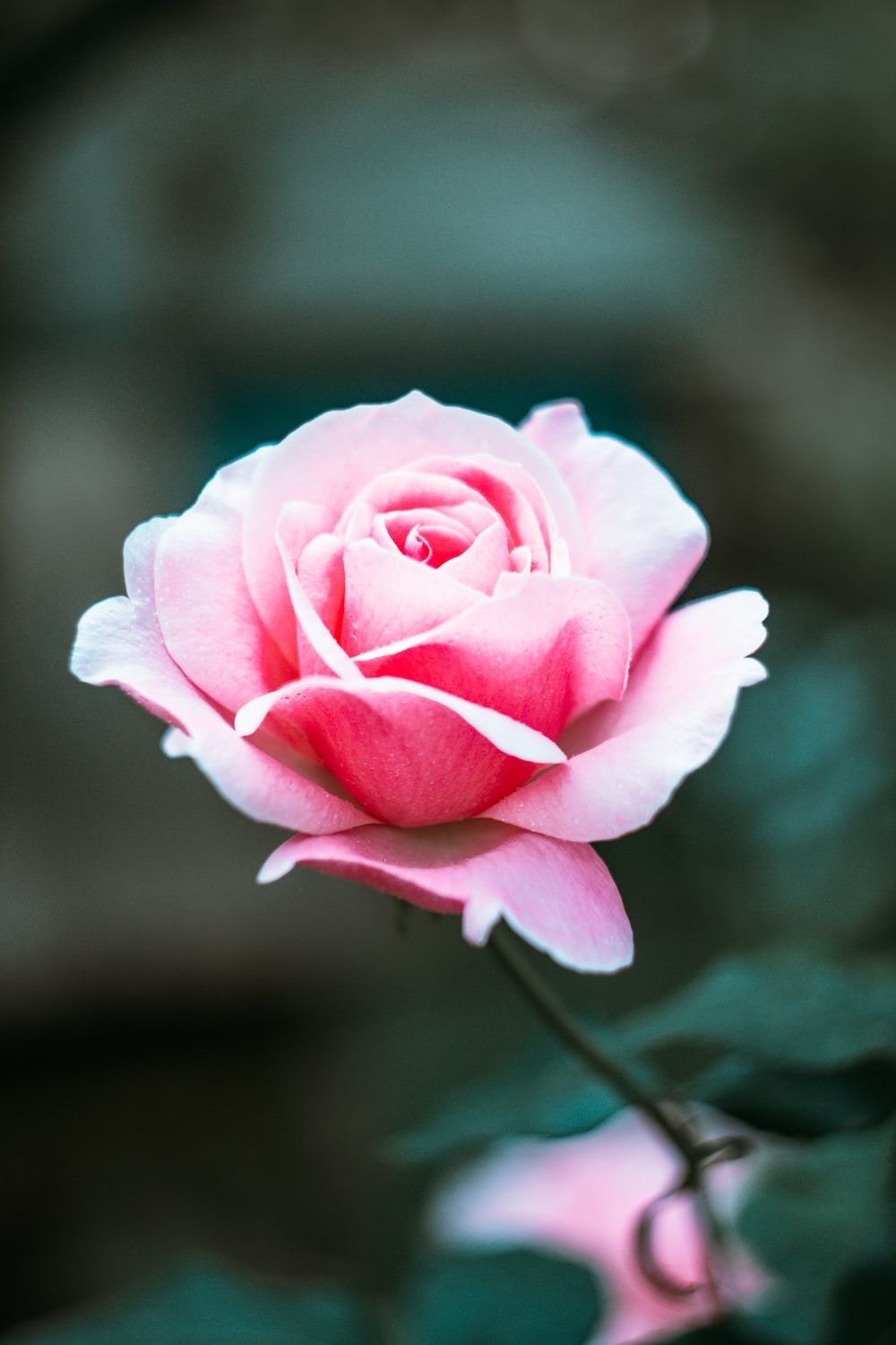 Blooming Pink Rose Pictures, Photos, and Images for Facebook, Tumblr ...